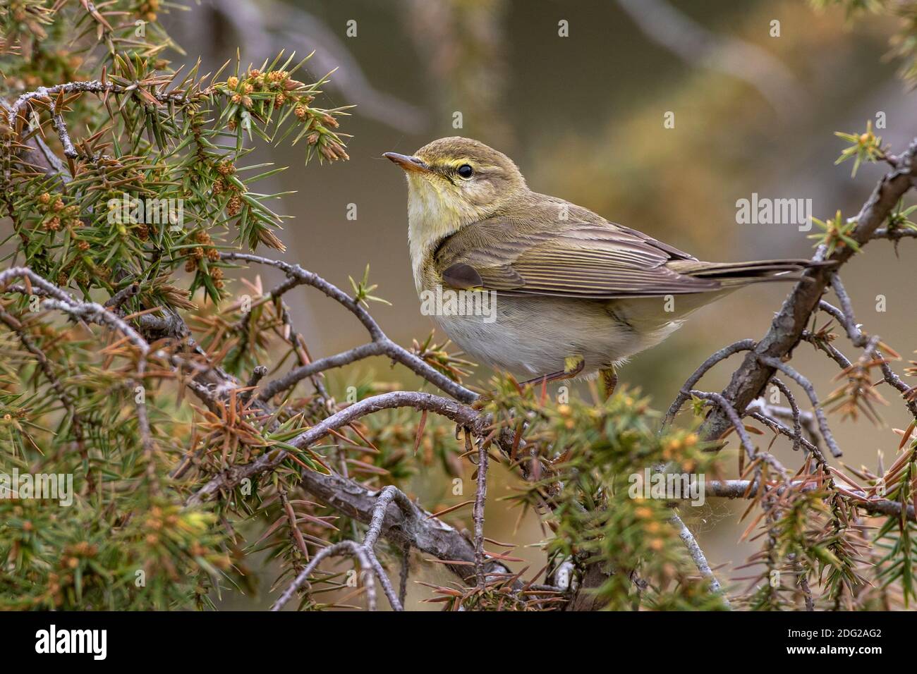 Fitis laubsanger immagini e fotografie stock ad alta risoluzione - Alamy