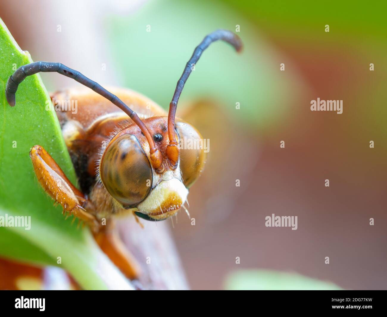 Anatomia degli insetti immagini e fotografie stock ad alta risoluzione ...