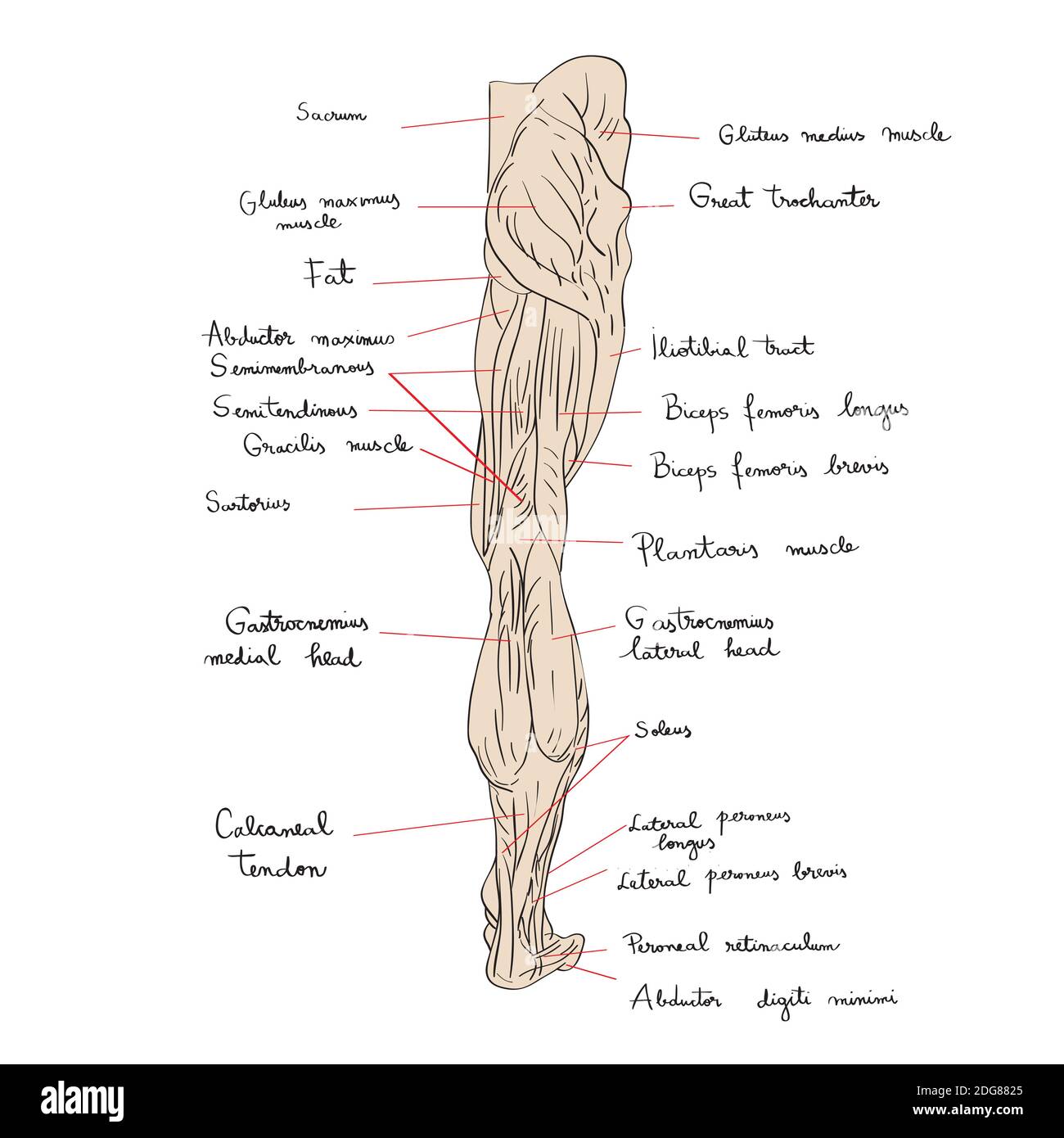 Anatomia di umana i muscoli della gamba immagini e fotografie stock ad ...