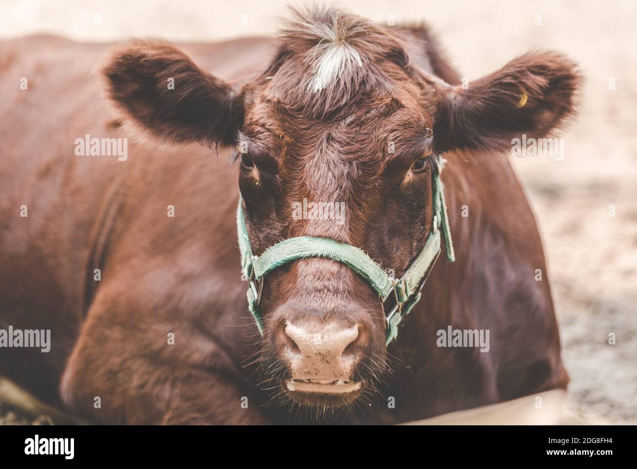 How ora marrone mucca immagini e fotografie stock ad alta risoluzione ...