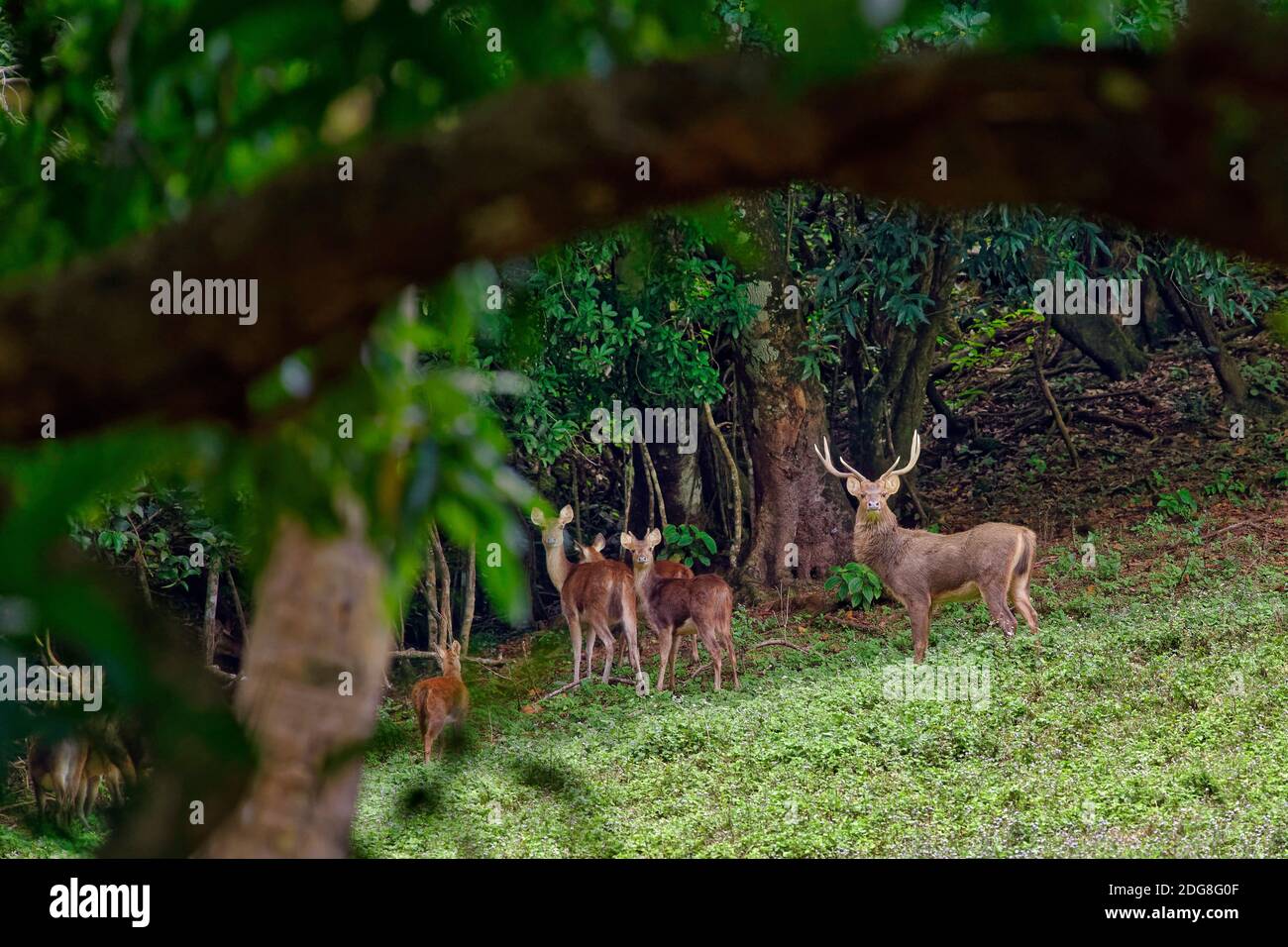 Timor cervo rusa timorensis immagini e fotografie stock ad alta ...