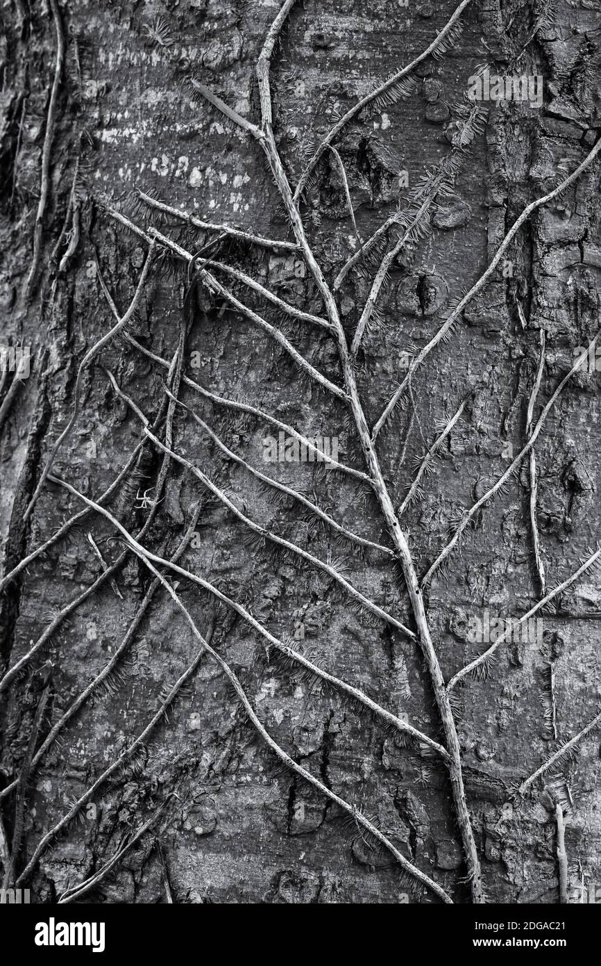 Radice rampicante immagini e fotografie stock ad alta risoluzione - Alamy