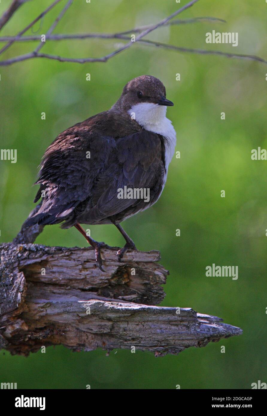 Dipper dalla gola bianca cinclus cinclus leucogaster adulto immagini e ...