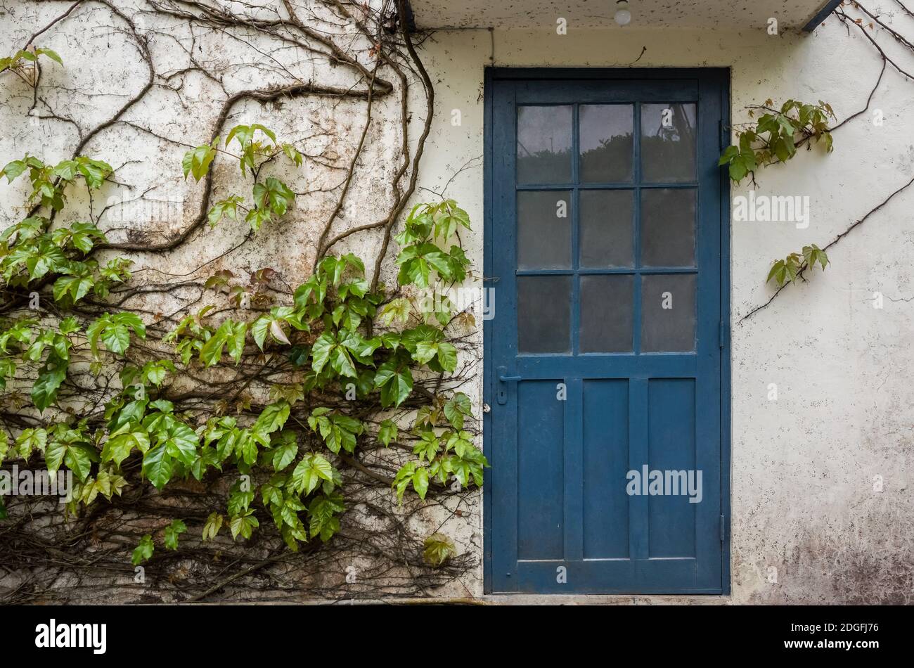Edera blu immagini e fotografie stock ad alta risoluzione - Alamy