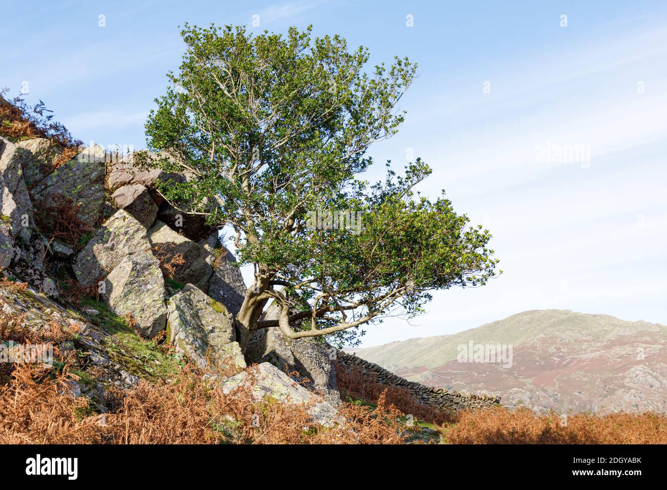 Albero con rami contorti immagini e fotografie stock ad alta ...