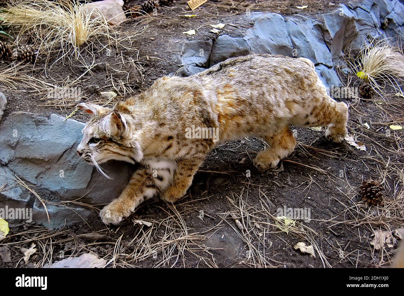 Lince americana immagini e fotografie stock ad alta risoluzione - Alamy
