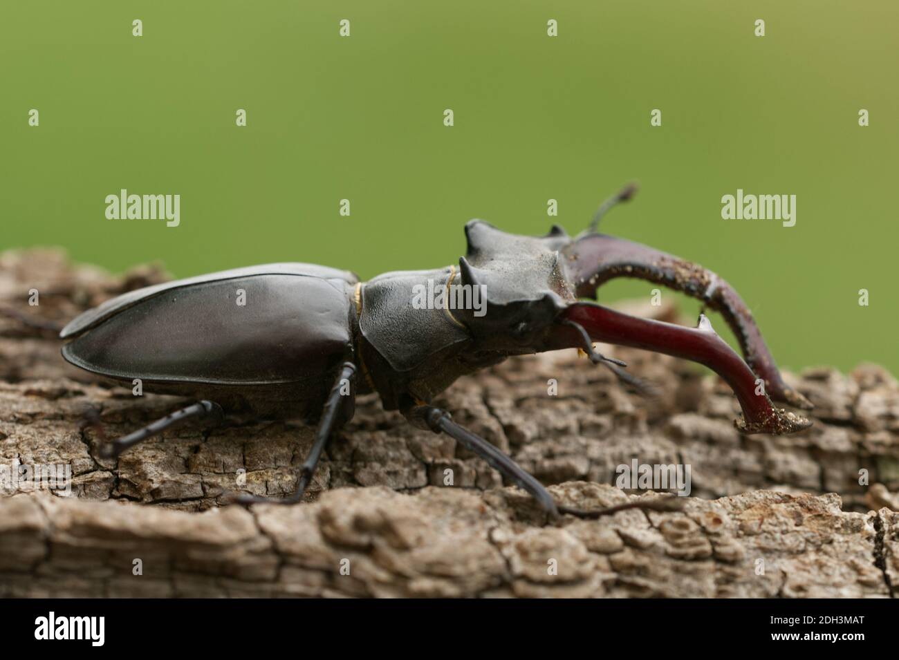 Stag beetle immagini e fotografie stock ad alta risoluzione - Alamy