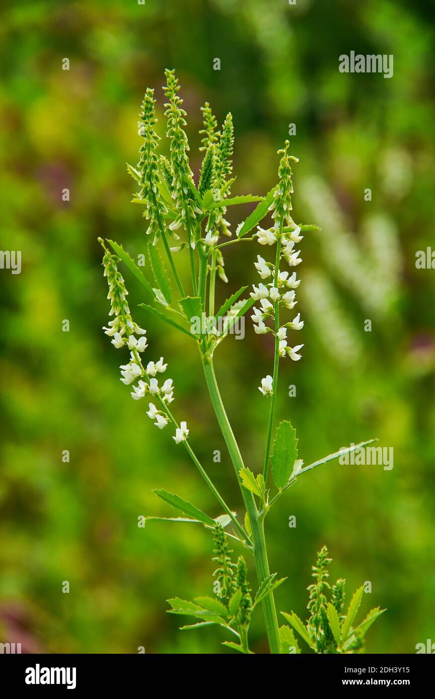 Melilotus albus immagini e fotografie stock ad alta risoluzione - Alamy