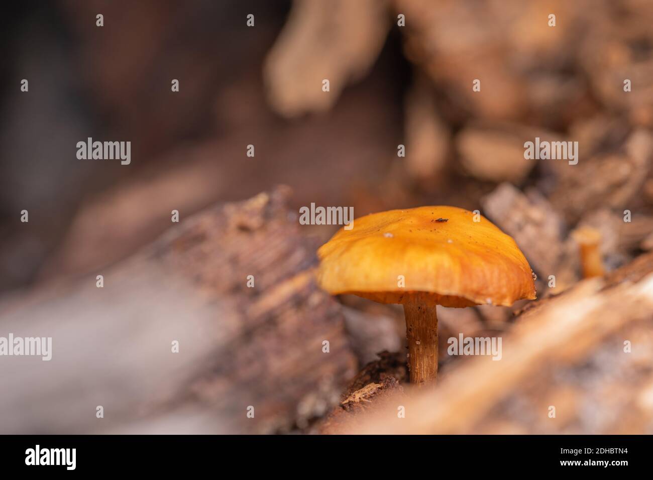 Come la spugna immagini e fotografie stock ad alta risoluzione - Alamy