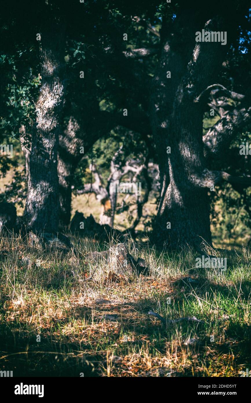 Prospettiva centrale alberi immagini e fotografie stock ad alta ...
