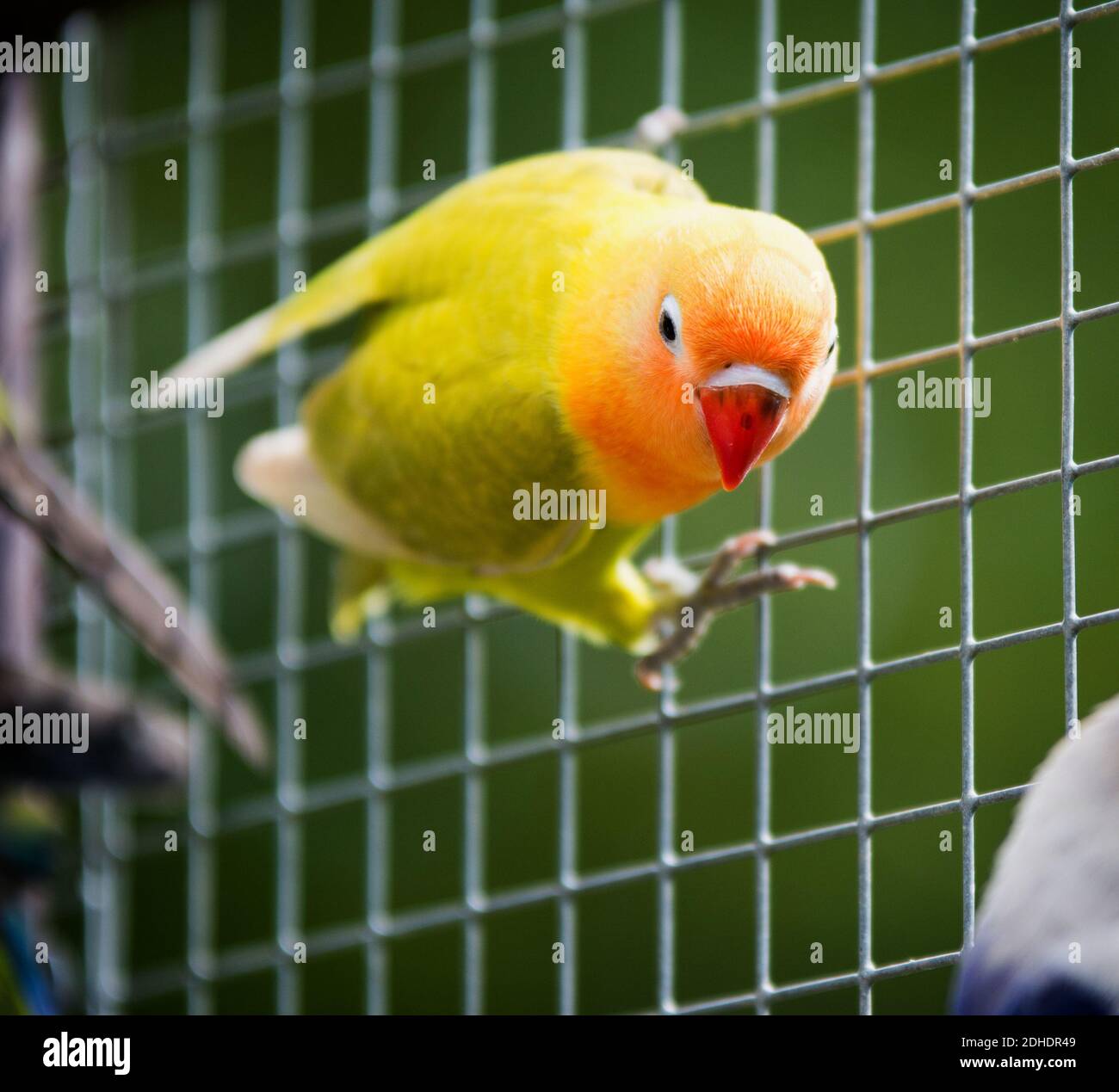 Immagini pappagallo immagini e fotografie stock ad alta risoluzione - Alamy