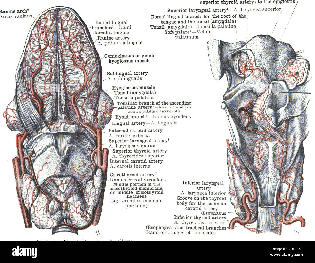 Anatomia della laringe immagini e fotografie stock ad alta risoluzione ...
