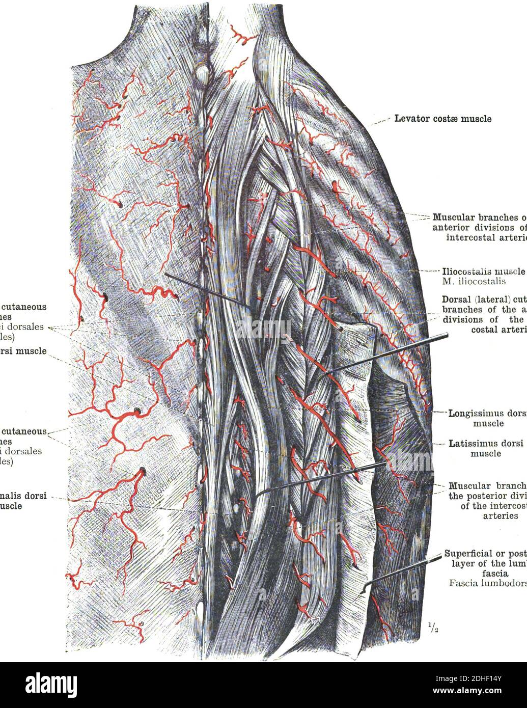 Brachial artery immagini e fotografie stock ad alta risoluzione - Alamy