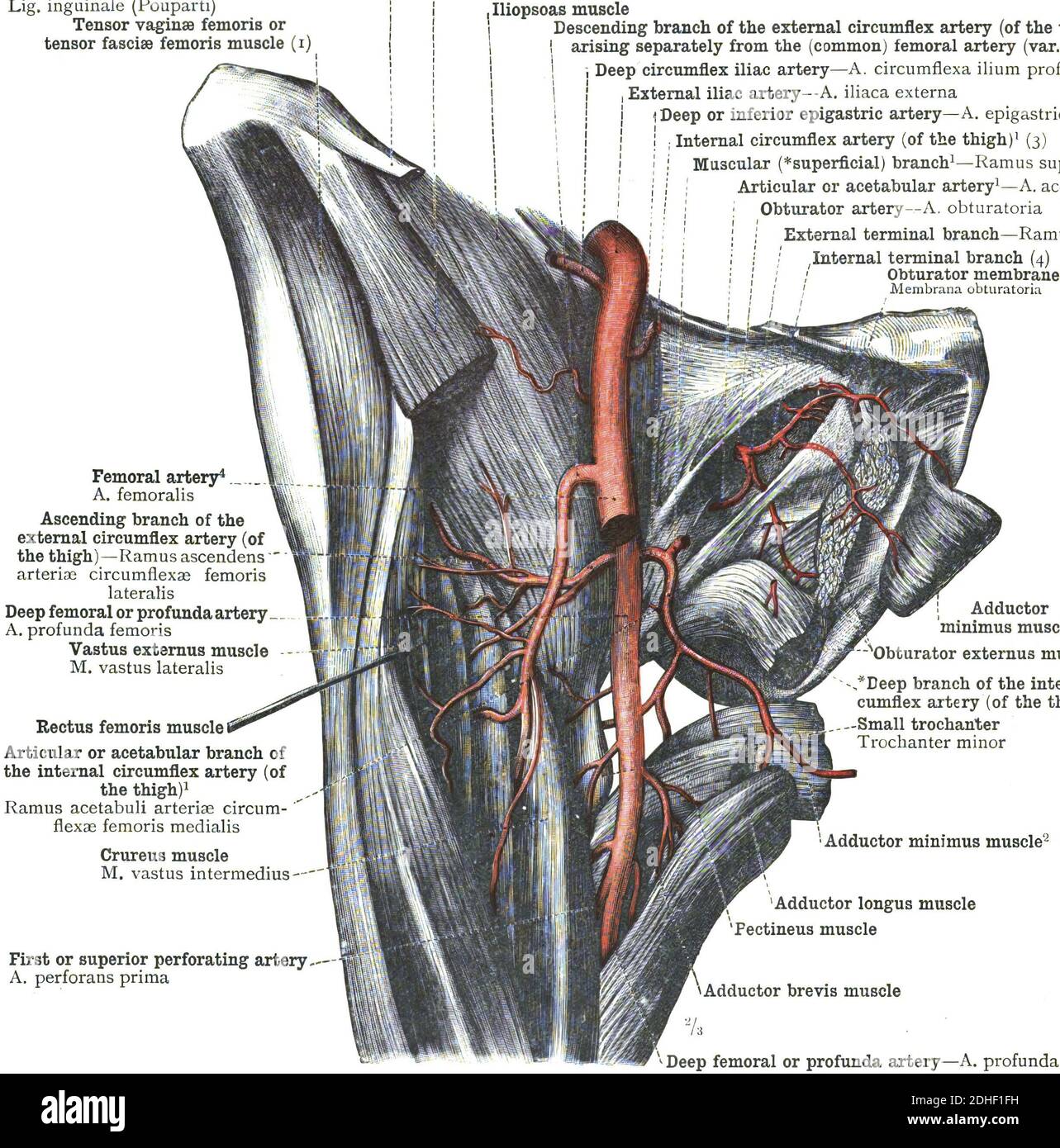 Arteria femorale superficiale immagini e fotografie stock ad alta ...