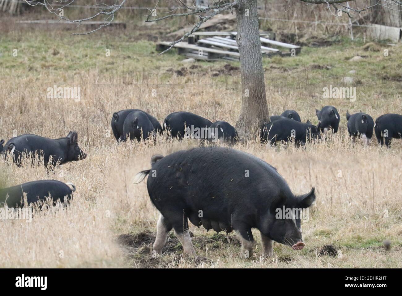 Capezzoli enormi immagini e fotografie stock ad alta risoluzione - Alamy