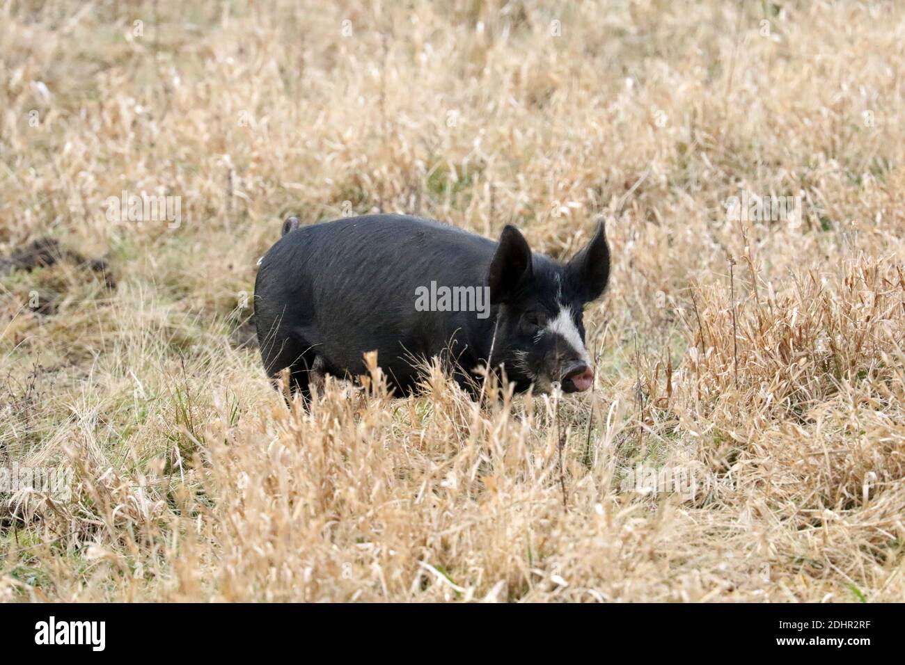 Capezzoli enormi immagini e fotografie stock ad alta risoluzione - Alamy