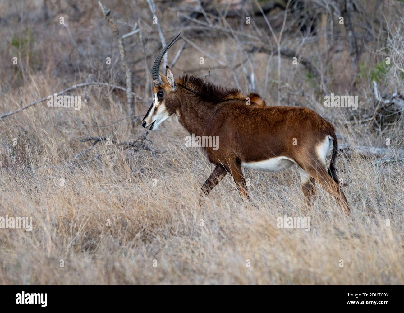 Sabel antilope immagini e fotografie stock ad alta risoluzione - Alamy