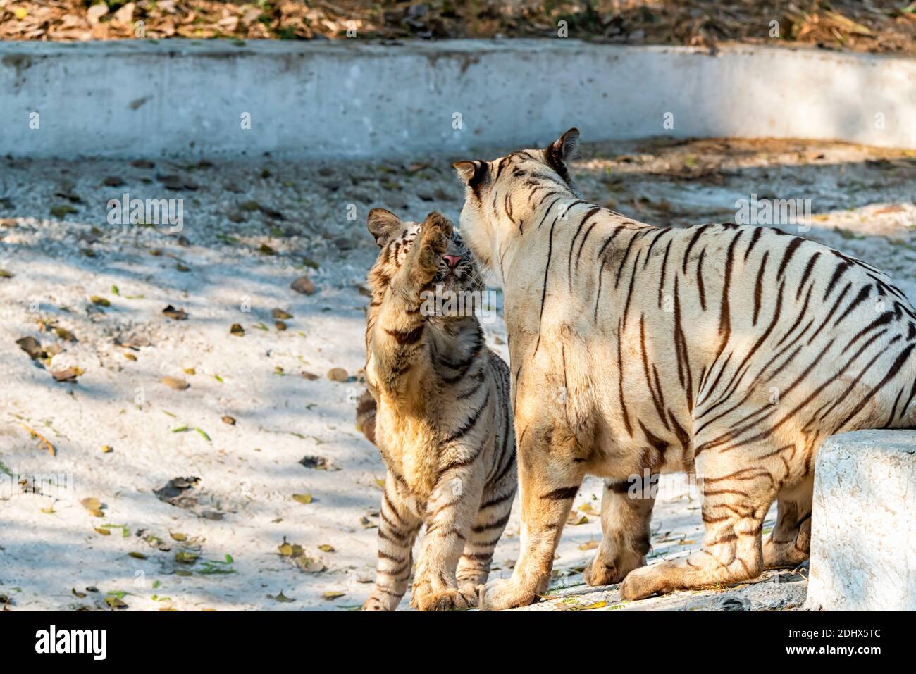 Faccia di tigre bianca immagini e fotografie stock ad alta risoluzione ...
