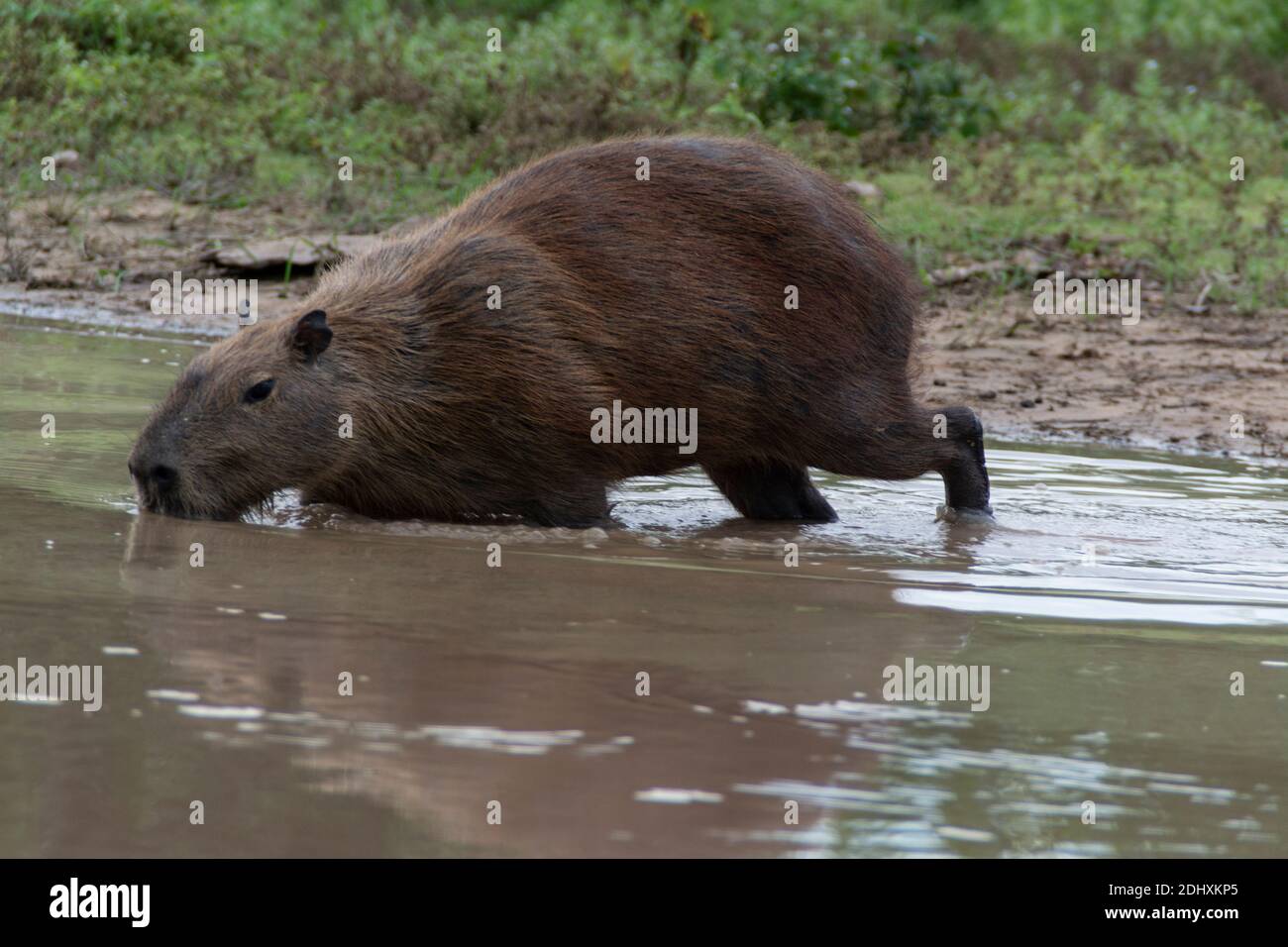 Fiume dei roditori immagini e fotografie stock ad alta risoluzione - Alamy