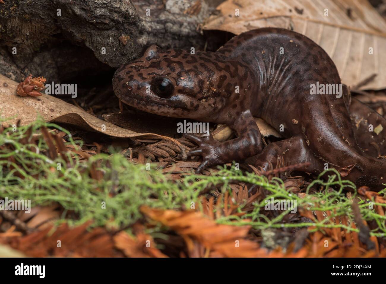 Salamandra gigante del pacifico immagini e fotografie stock ad alta ...