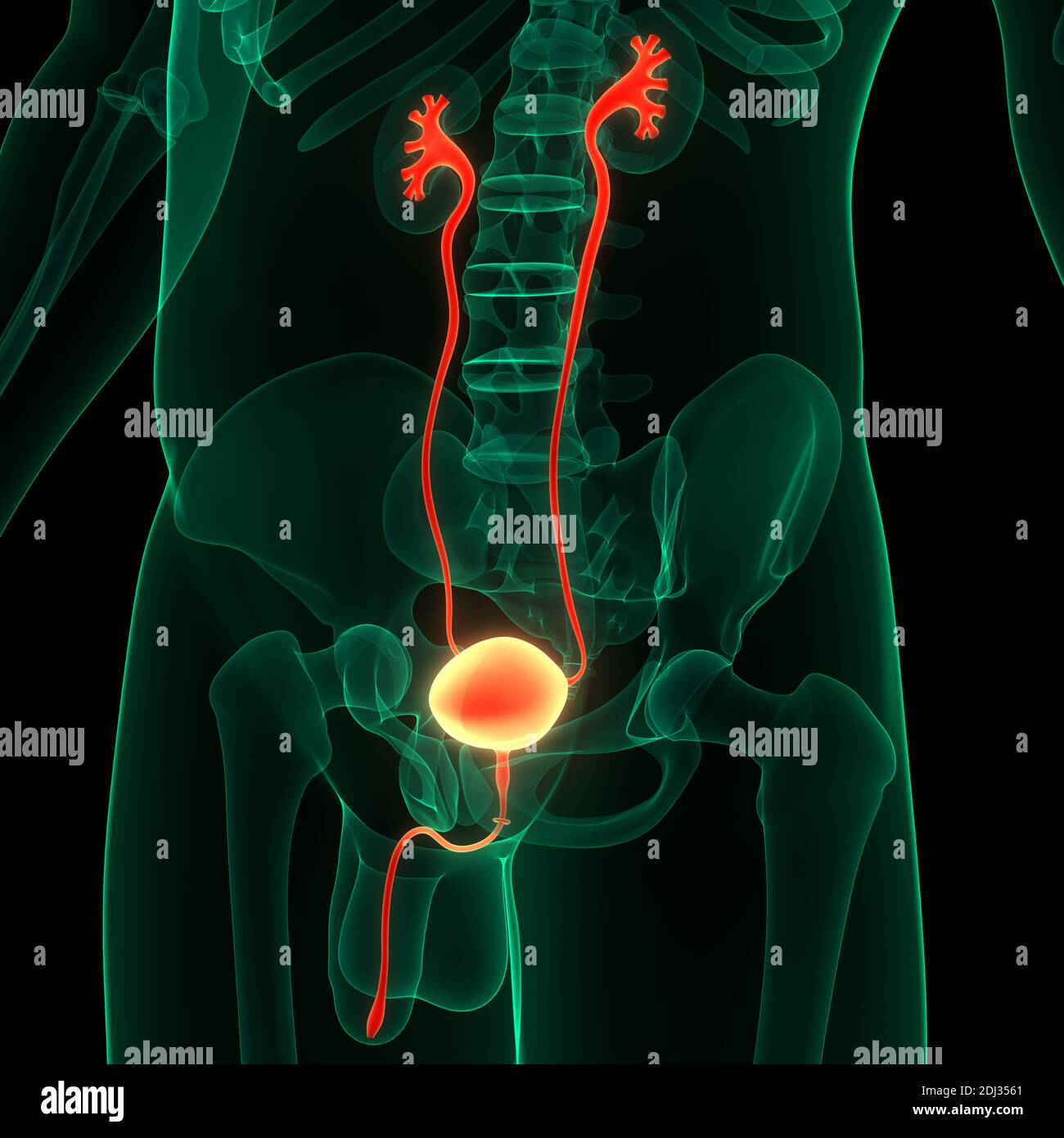 La vescica e l'uretra maschili umane immagini e fotografie stock ad ...