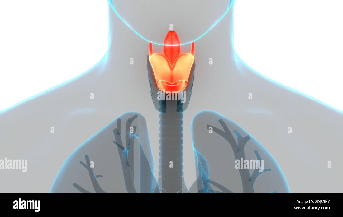 Umano sistema respiratorio della laringe e della faringe anatomia Foto ...