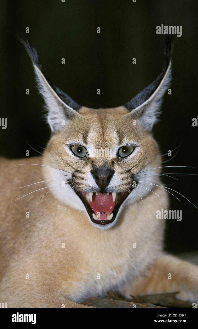 Portrait of caracal caracal caracal growling immagini e fotografie ...