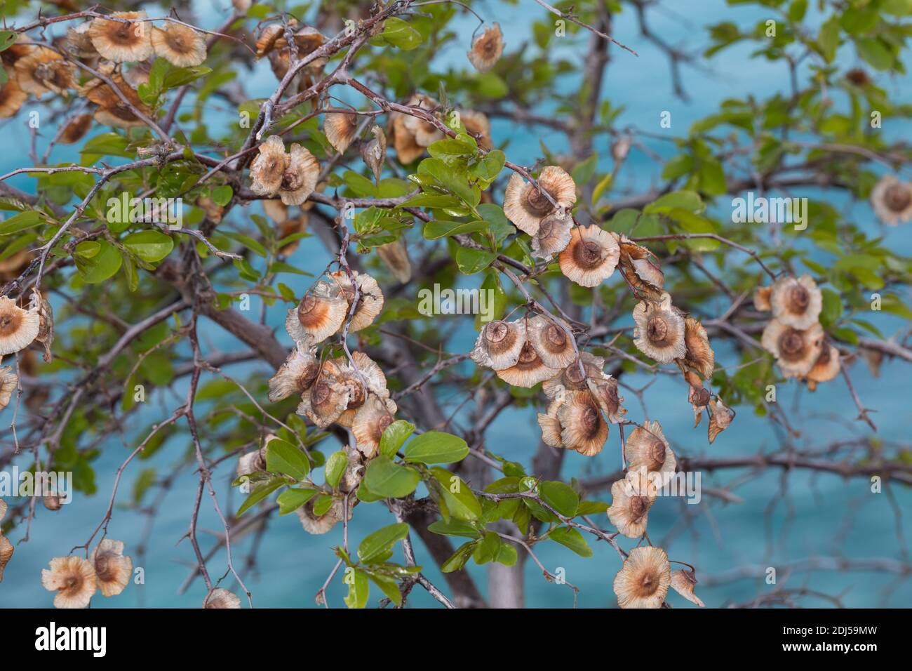Paliurus aculeatus immagini e fotografie stock ad alta risoluzione - Alamy