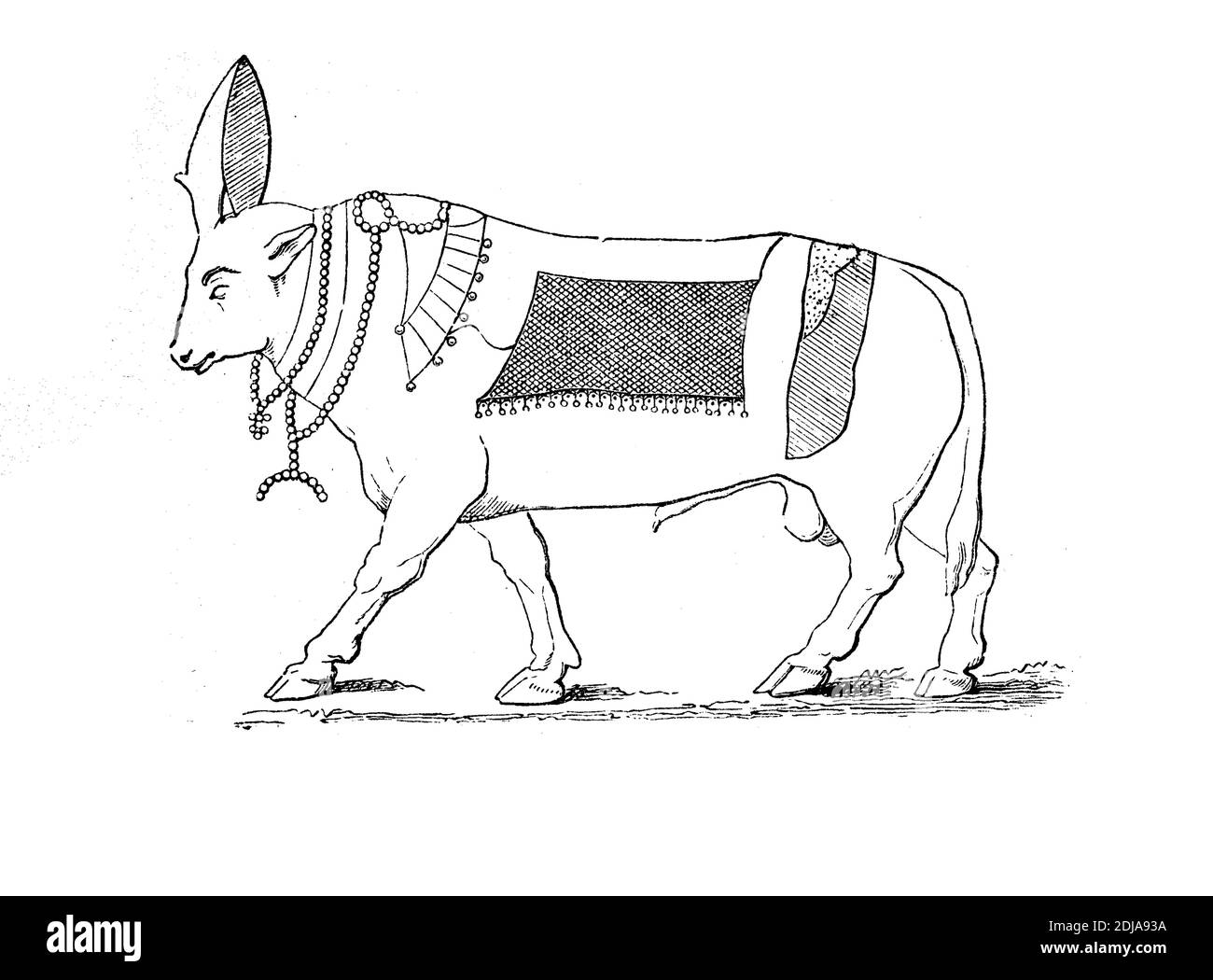 Apis o Hapi, il toro sacro a Osiride con un punto bianco sulla fronte ...