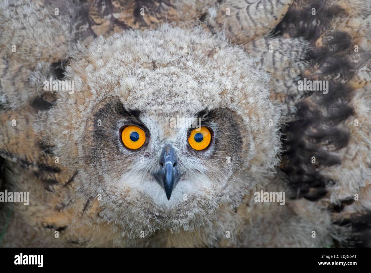 Primo Piano Del Gufo Reale Immagini e Fotos Stock - Alamy