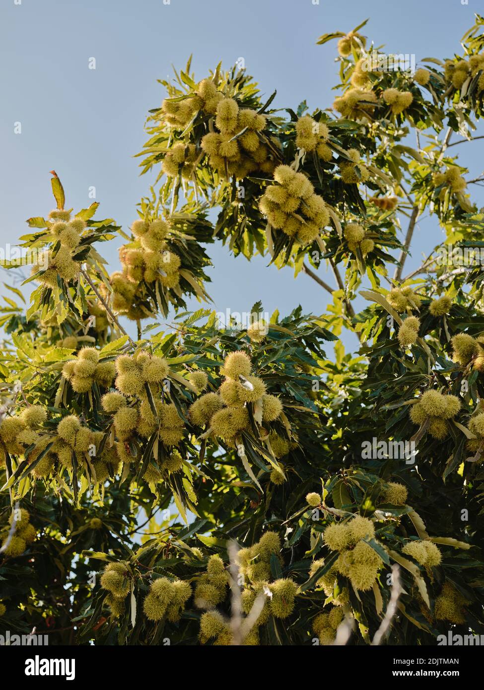 Campagna di alberi di castagne dolci immagini e fotografie stock ad ...