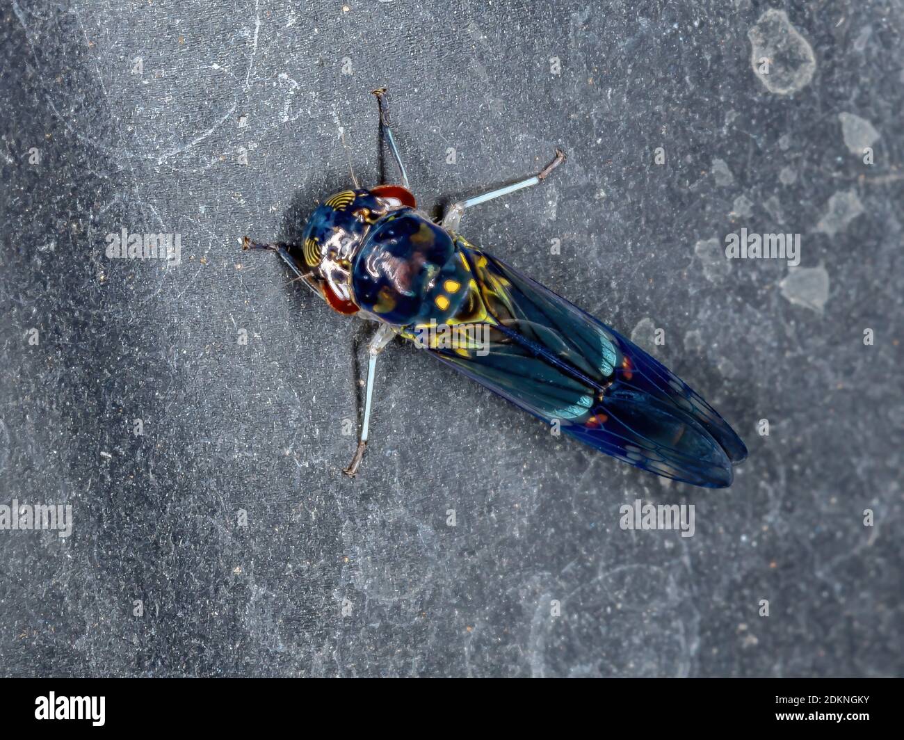 Cicadellidae di famiglia immagini e fotografie stock ad alta ...
