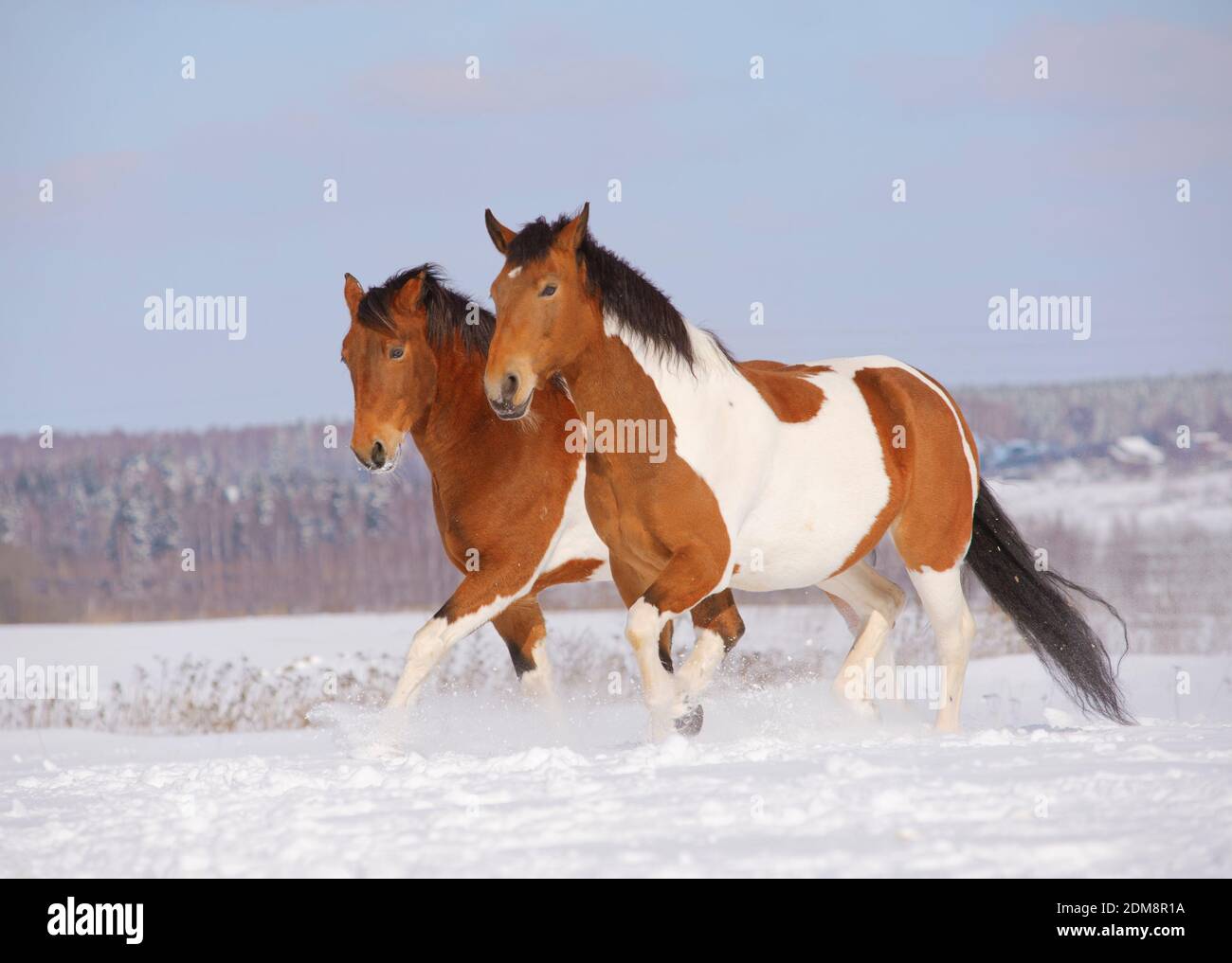 Pinto horses immagini e fotografie stock ad alta risoluzione - Alamy