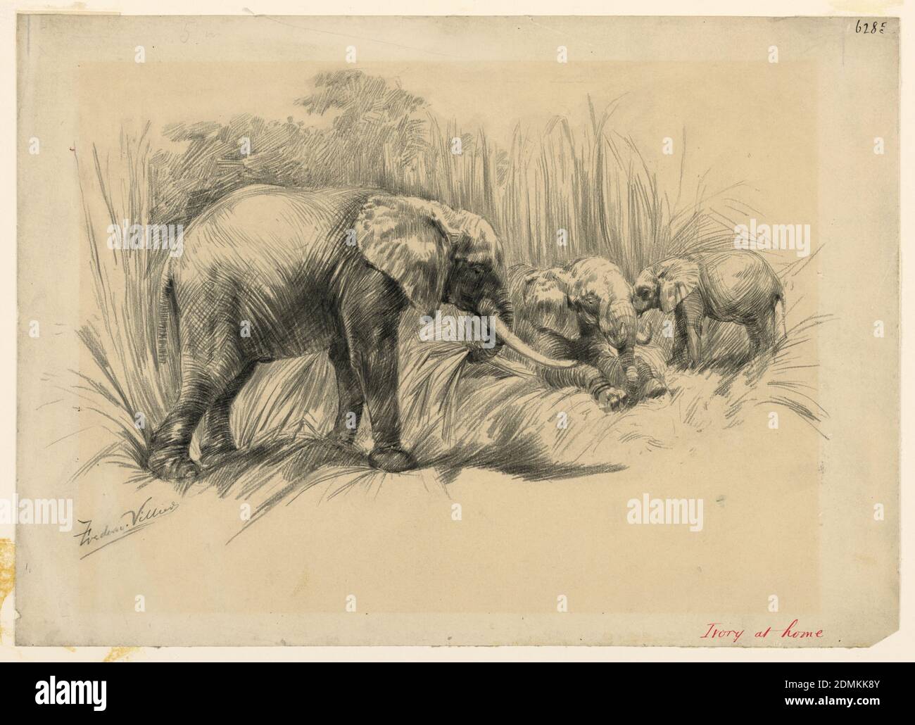 Frederic villiers immagini e fotografie stock ad alta risoluzione - Alamy