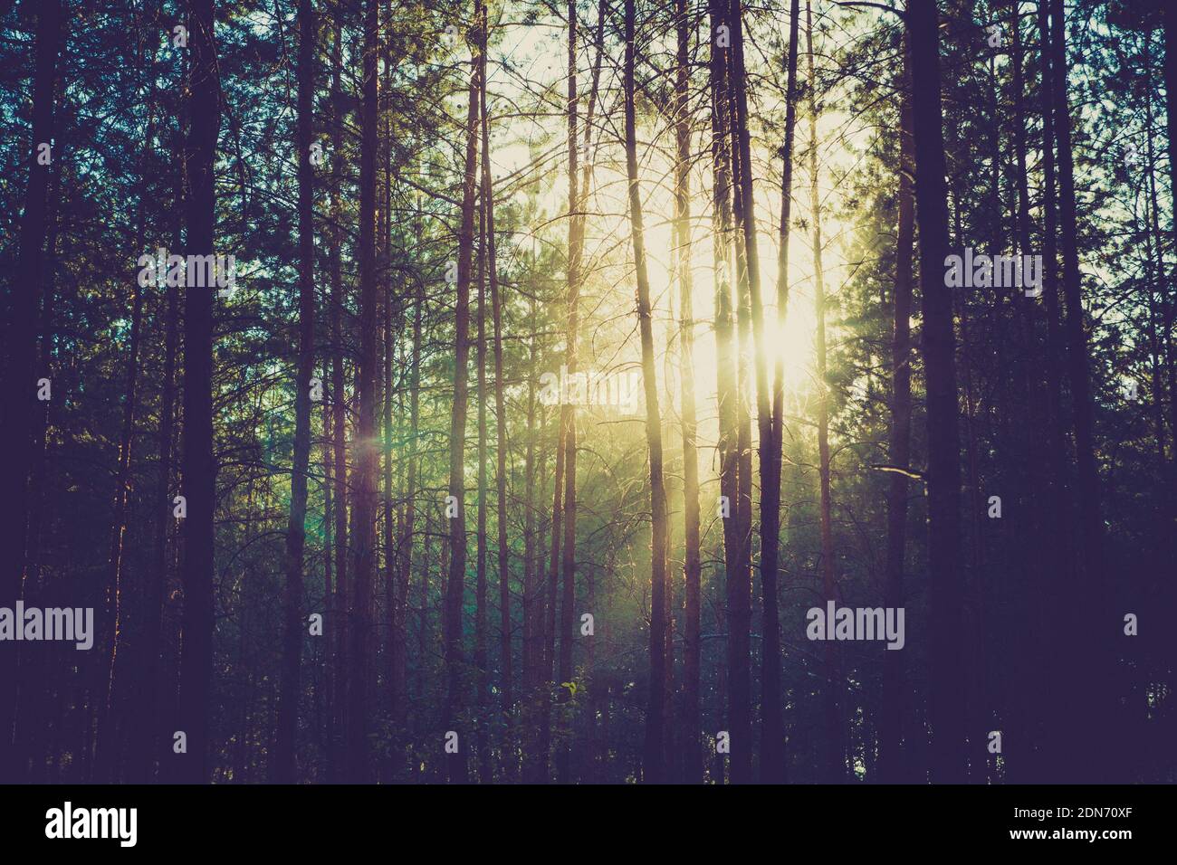 Silhouette di pineta immagini e fotografie stock ad alta risoluzione ...