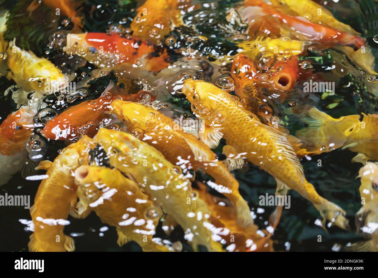 Carpa variegata immagini e fotografie stock ad alta risoluzione - Alamy