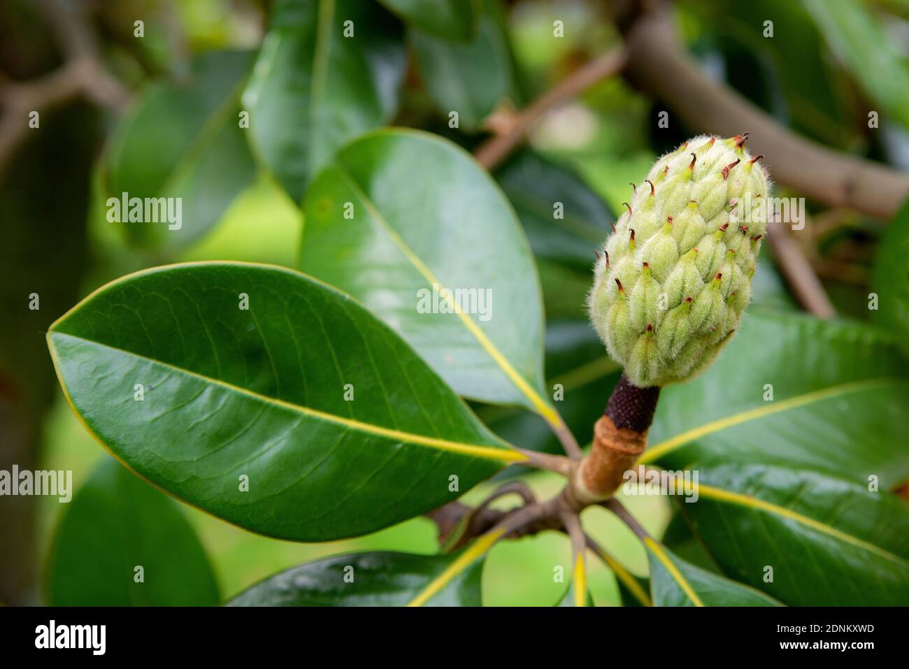 Frutto di una sempreverde magnolia magnolia grandiflora immagini e ...