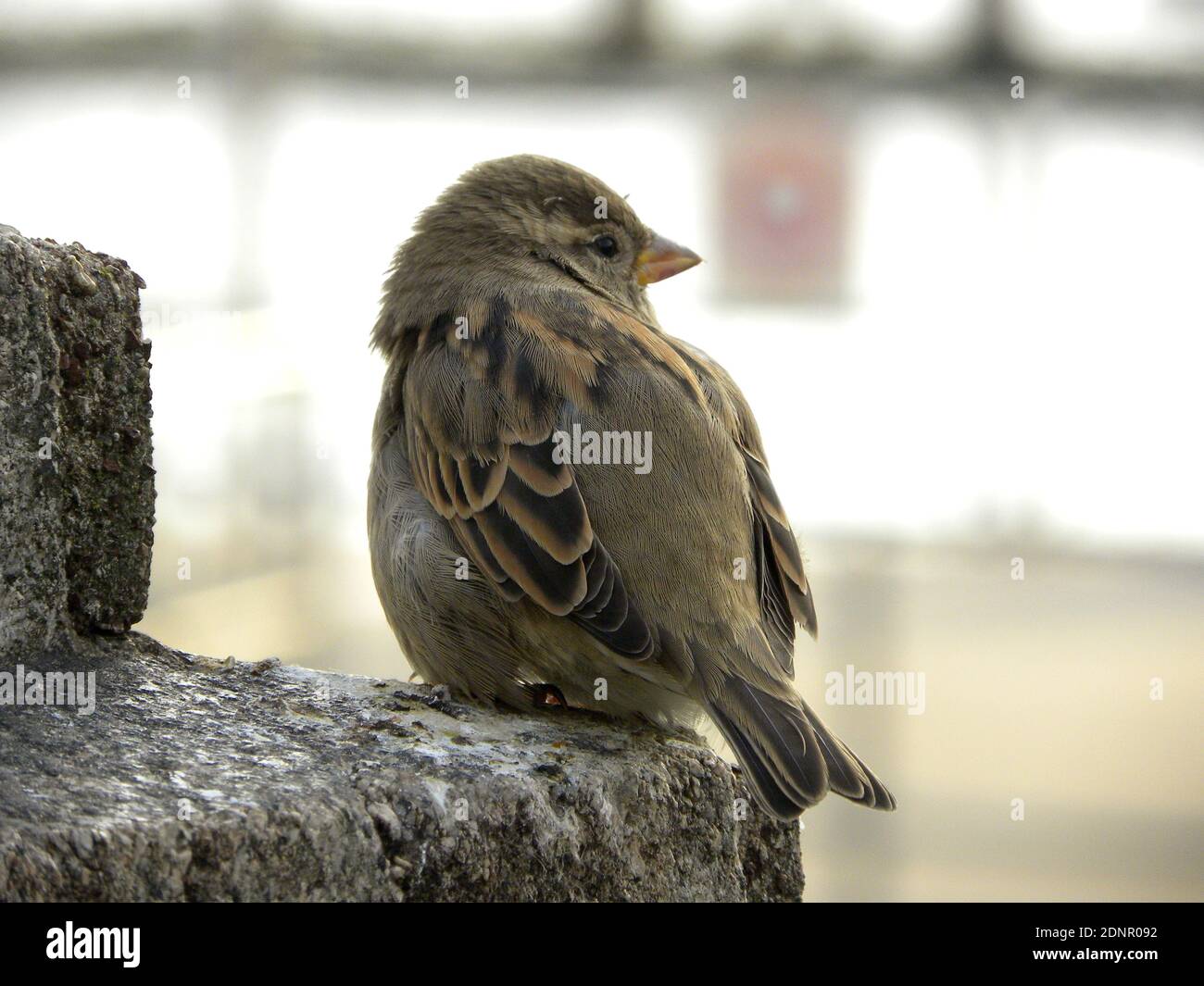 Passeri alla ricerca immagini e fotografie stock ad alta risoluzione ...