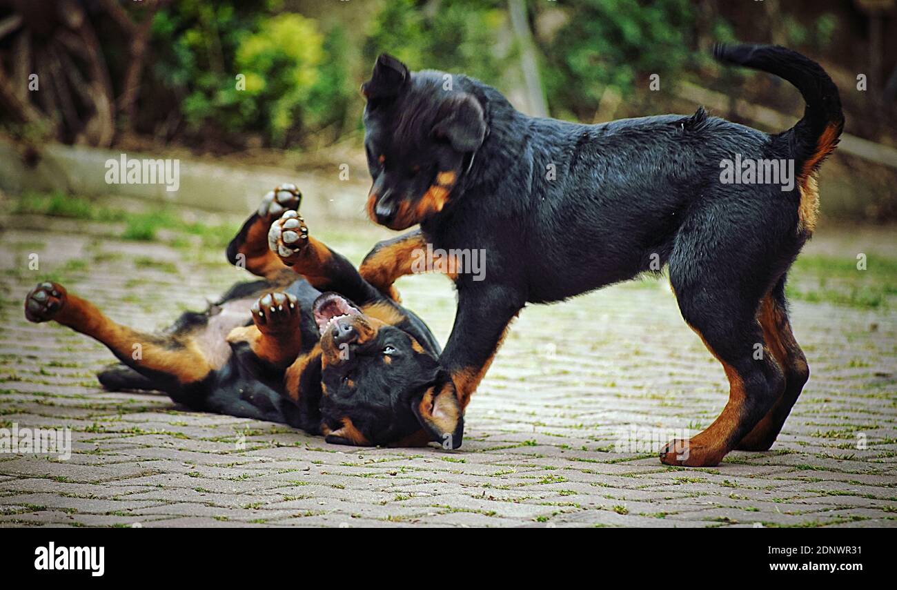 Animali da combattimento di mezzo immagini e fotografie stock ad alta ...