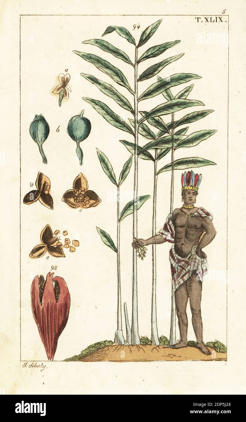 Albero cardamomo, seme, baccello, Elettaria cardamomum (Amomum ...