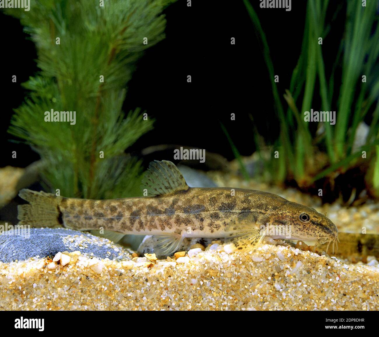 Spined loach cobitis taenia immagini e fotografie stock ad alta ...