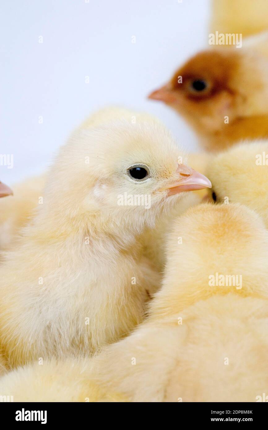 Gallina con pulcini su sfondo bianco immagini e fotografie stock ad ...