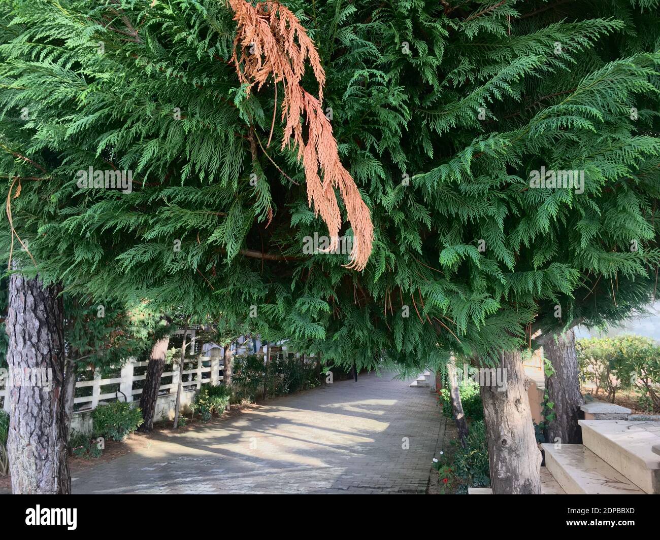 Sentiero alberi alberi piante nel ramo del parco immagini e fotografie ...