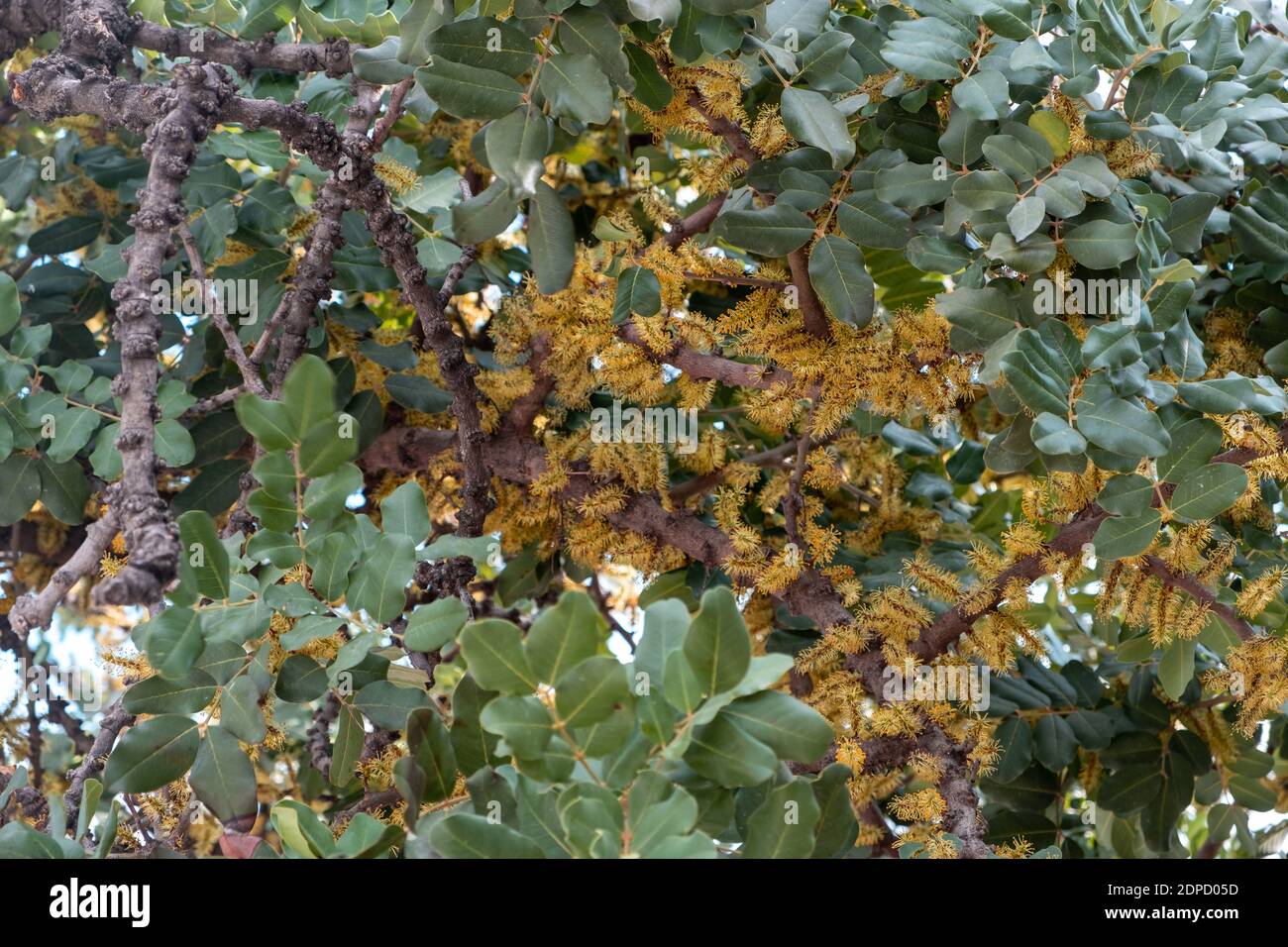 Fiori dell'albero di carrubo immagini e fotografie stock ad alta ...