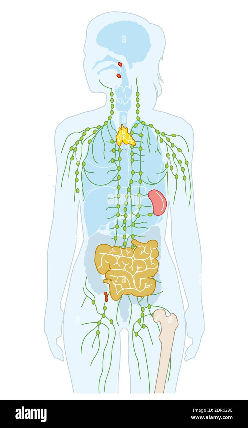 Anatomia del sistema immunitario umano Immagini senza sfondo e Foto ...