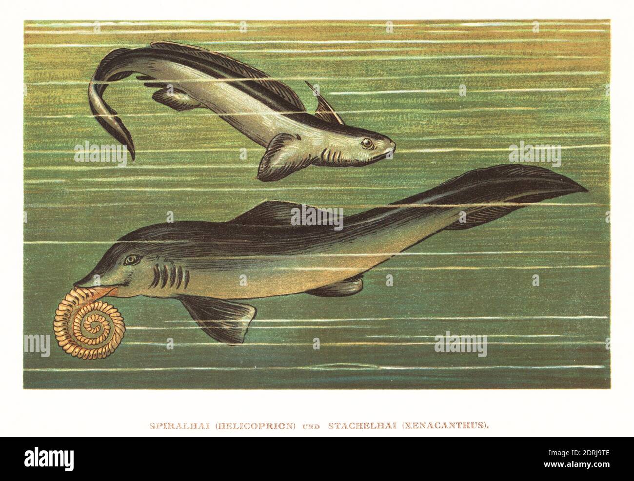 Elicoprion bessonowi, pesce holocephalid eugeneodontid simile allo ...