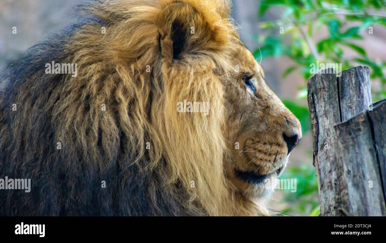 Logo del grande gatto immagini e fotografie stock ad alta risoluzione ...