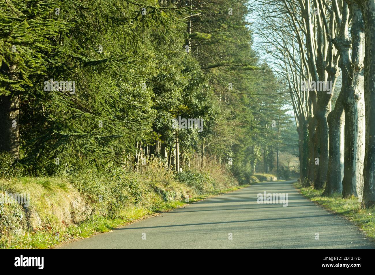 Foresta di archi immagini e fotografie stock ad alta risoluzione - Alamy