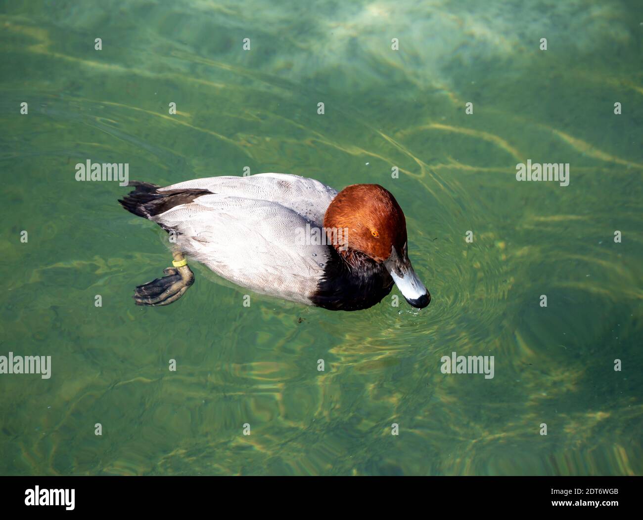 Pato buceador immagini e fotografie stock ad alta risoluzione - Alamy
