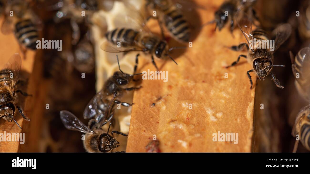 Reticolo A Nido D'ape Immagini e Fotos Stock - Alamy